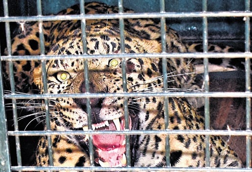 Space to house captured leopards will become a constraint in coming years