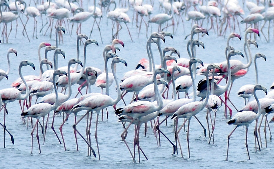 Flamingo Festival in Tirupati draws nature enthusiasts; highlights ...