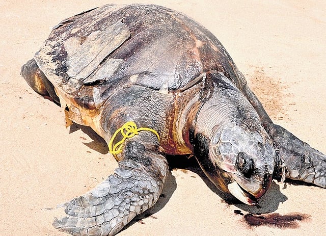 Turtle death toll crosses 900, Tamil Nadu to cut fuel subsidy to boats ...