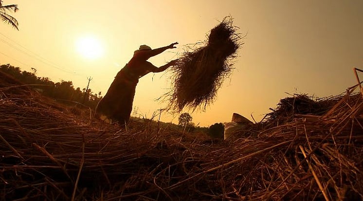 Odisha seeks increase in MSP of paddy to Rs 3,100 per quintal