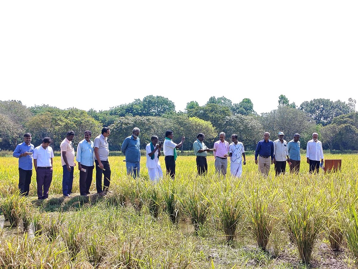 Karaikal Institute's 'flood-tolerant' paddy varieties undergo ...