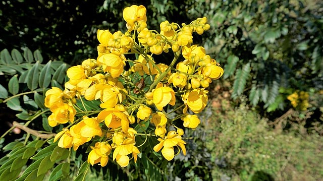 Island pinhole borer a nightmare for invasive ‘manja konna’ trees in Kerala
