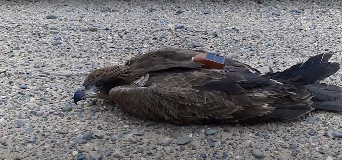 From Mongolia to Assam: Pallas’s fish eagle makes Kaziranga its ...