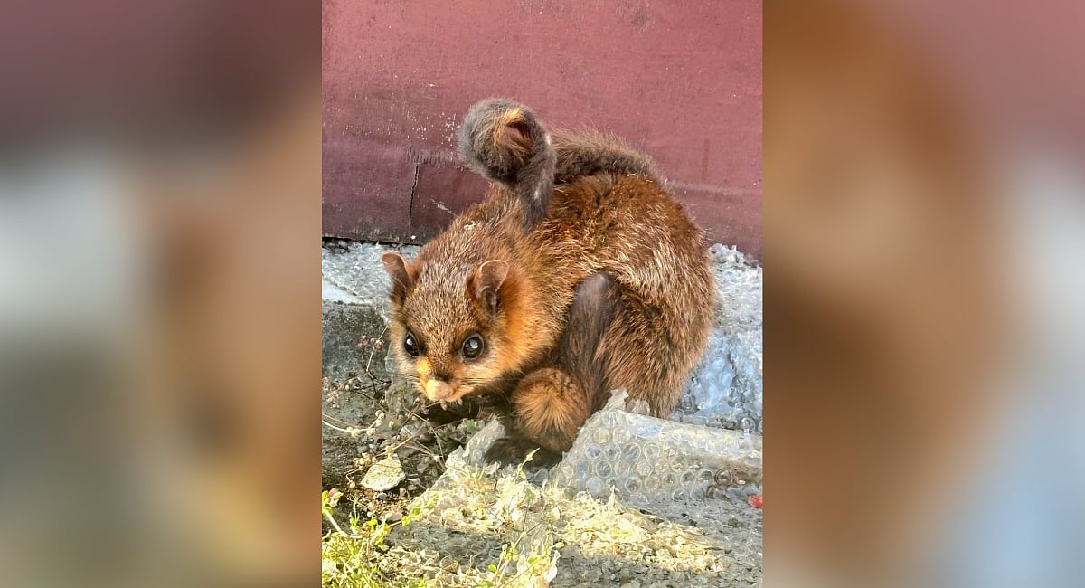 Indian Giant Flying Squirrel Indian Giant Flying Squirrel On Ground At