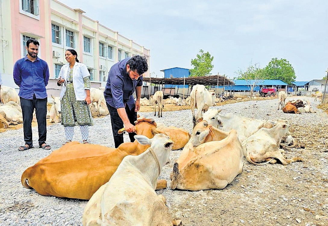 Overcrowding at temple cattle shed leads to more calf deaths in Telangana