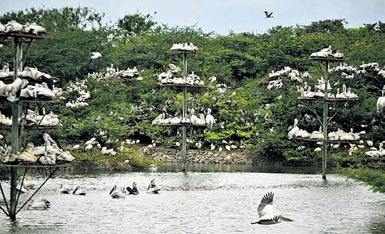 Uppalapadu Sanctuary to become conservation reserve