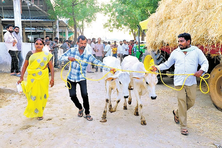 Telangana: To ease overcrowding at cattle shed, 64 calves given to ryots