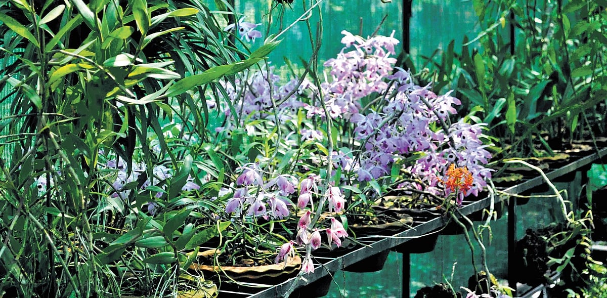 Orchid man’s blooming legacy