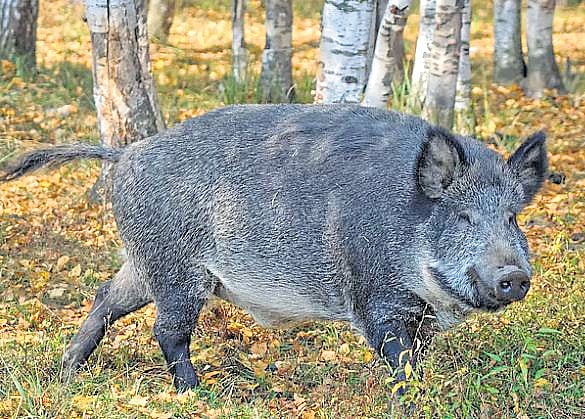 Declare wild pigs as vermin for at least six months: Kerala forest minister