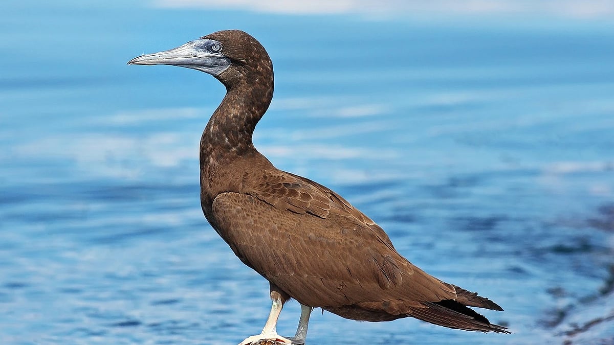 How birds are taking a hit from microplastic contamination