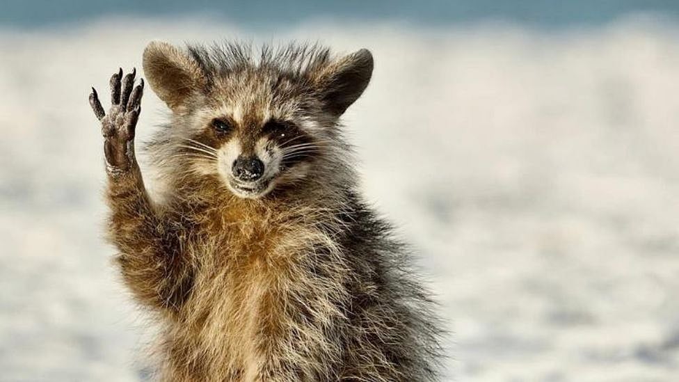 2022's Hilarious Photographs- A Revisit| Photo Gallery