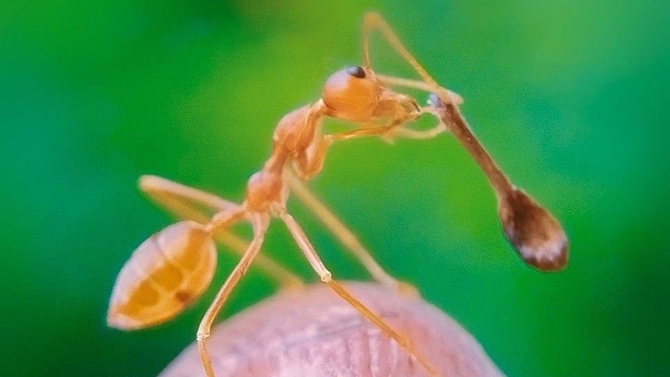 உலகிலேயே மிகச் சிறிய மர ஸ்பூன் - கின்னஸ் சாதனை படைத்த இந்தியர்! | World ...