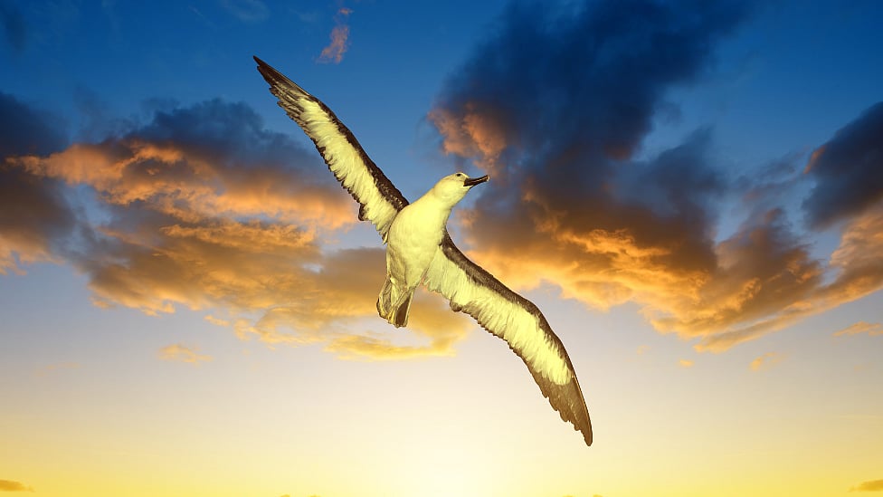 Albatross: 5 ஆண்டுகள் இறங்காமல் பறக்கும்; நீண்ட காலம் வாழும்- காதல் ...