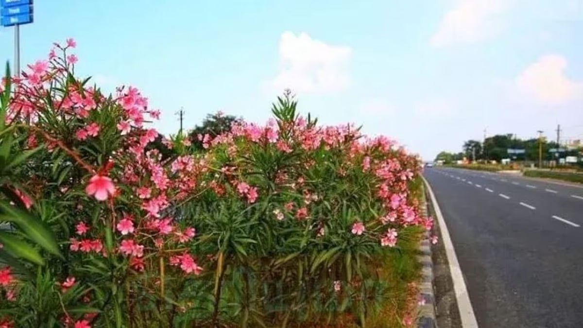 நெடுஞ்சாலைகளில் அதிகம் வளர்க்கப்படும் செவ்வரளி - பின்னால் இருக்கும் ...