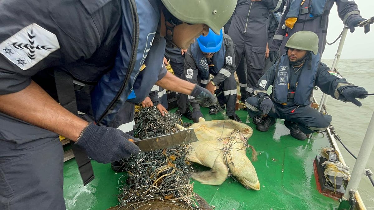 Operation Olivia Saves Record 6 Lakh Olive Ridley Turtles Amid Ongoing ...