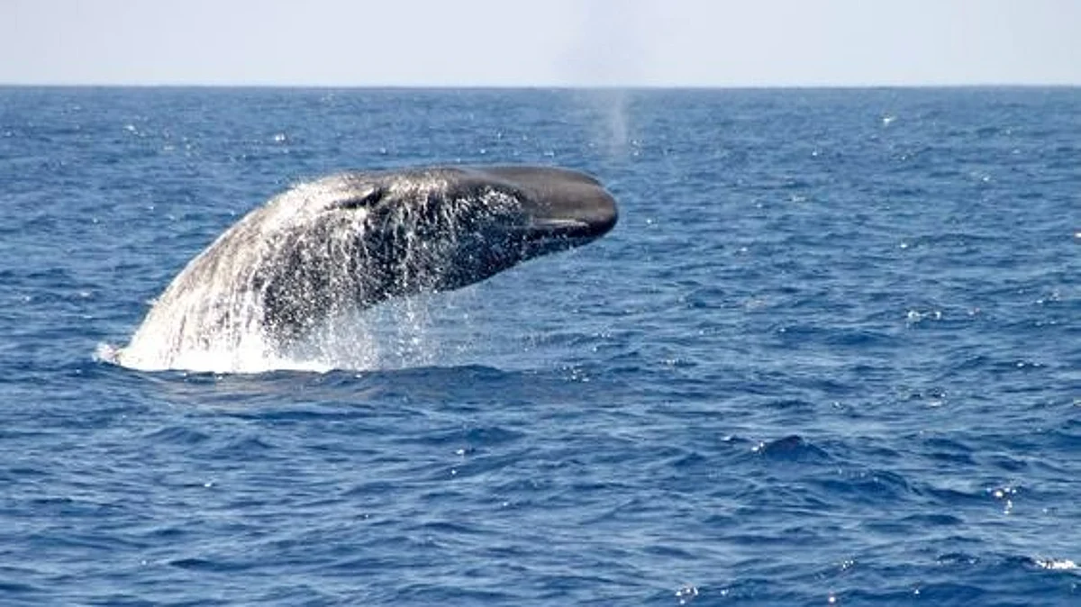 Efforts Underway To Rescue Stranded Sperm Whale Off Venice Florida Coast