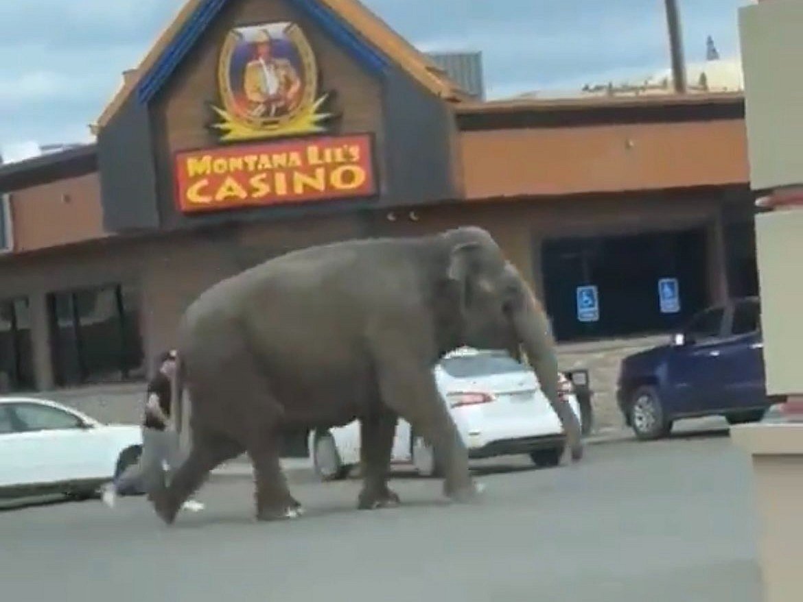 Elephant Escapes Circus, Takes A Stroll Through Montana Street