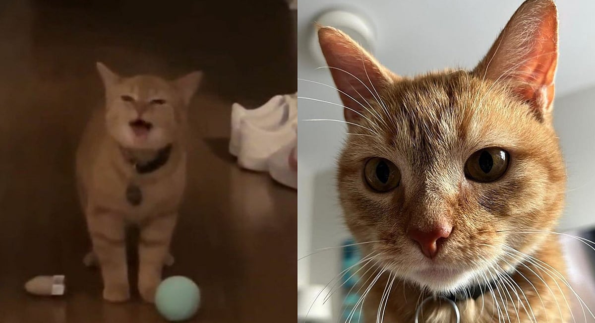 Viral 'I Go Meow' Cat, Cala, Dies Of Old Age, Leaving Fans Worldwide ...