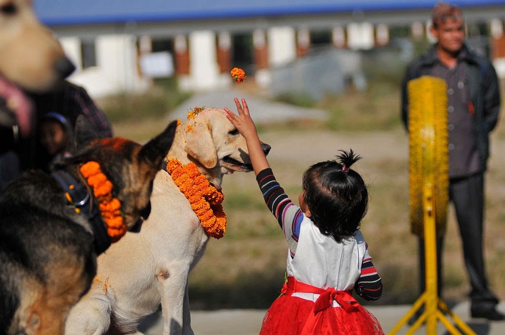 Dogs Celebrated, Loyalties Honoured: Nepal’s Kukur Tihar Festival ...