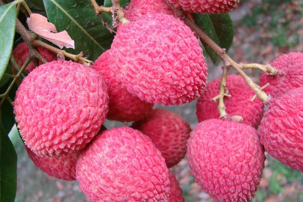 Lychee deaths were caused not by the fruit but banned pesticide ...