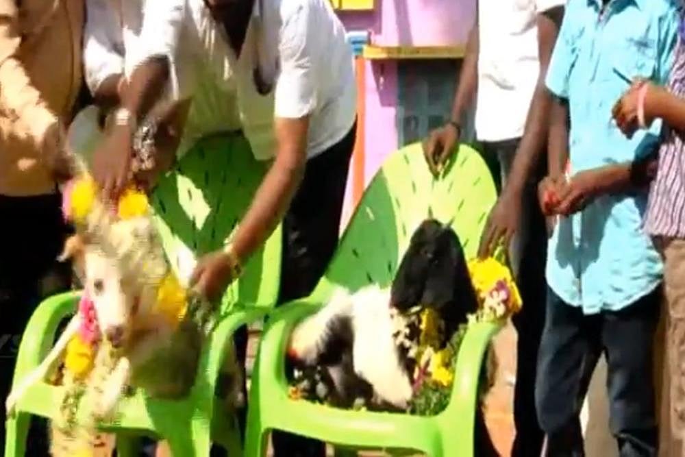 Hindu Outfit Conducts Marriage Of Goat And Dog To Protest Valentine's ...