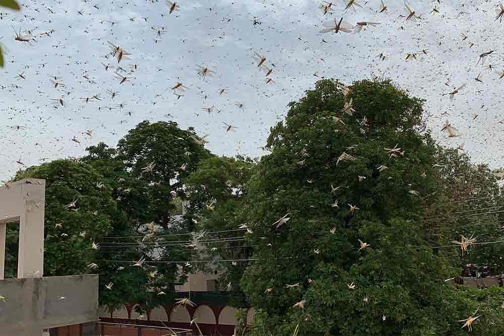 Locusts A Potential Threat To Safe Flying, Can Even Cause Plane Crash ...