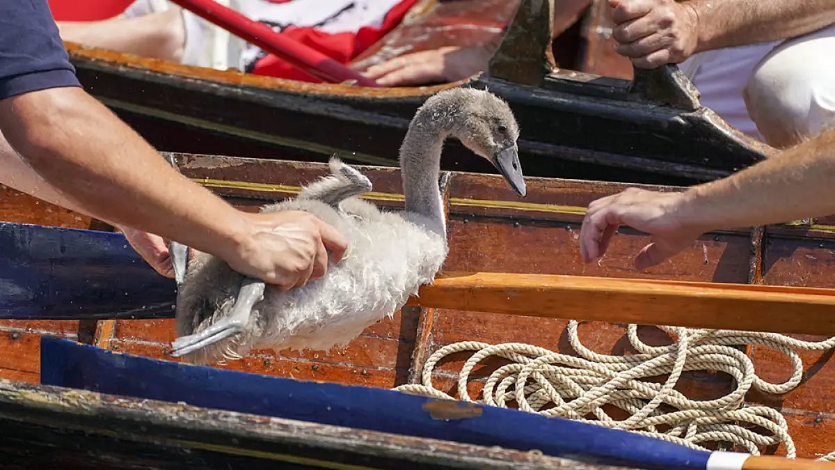 In Pictures: Annual Swan Upping Begins In England