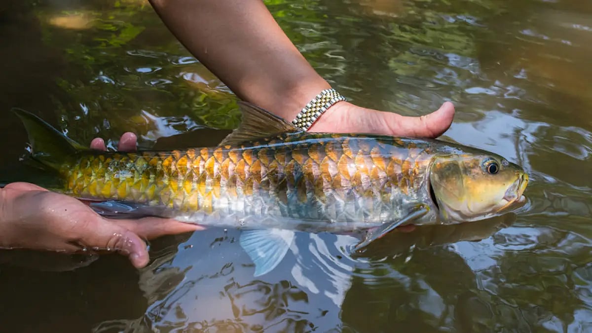 MP: Mahseer fish Facing Existential Threat; State To Start Conservation ...