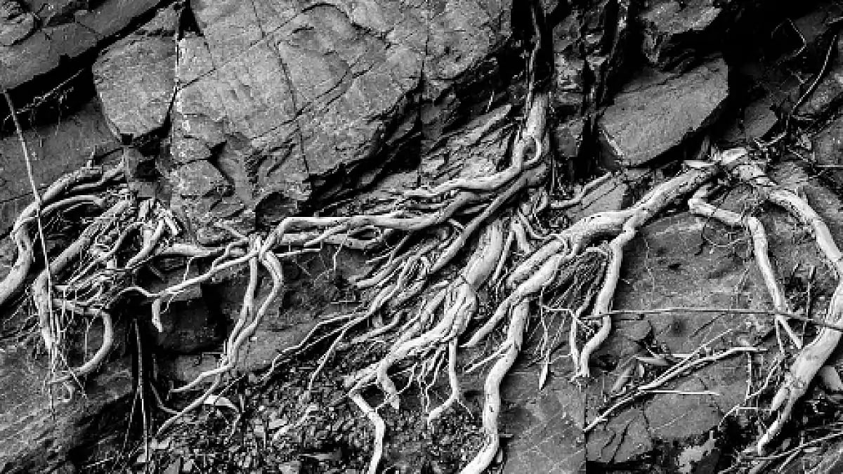 Book Review: Shivers, Shudders Or Illusions? Taranath Tantrik And Other ...