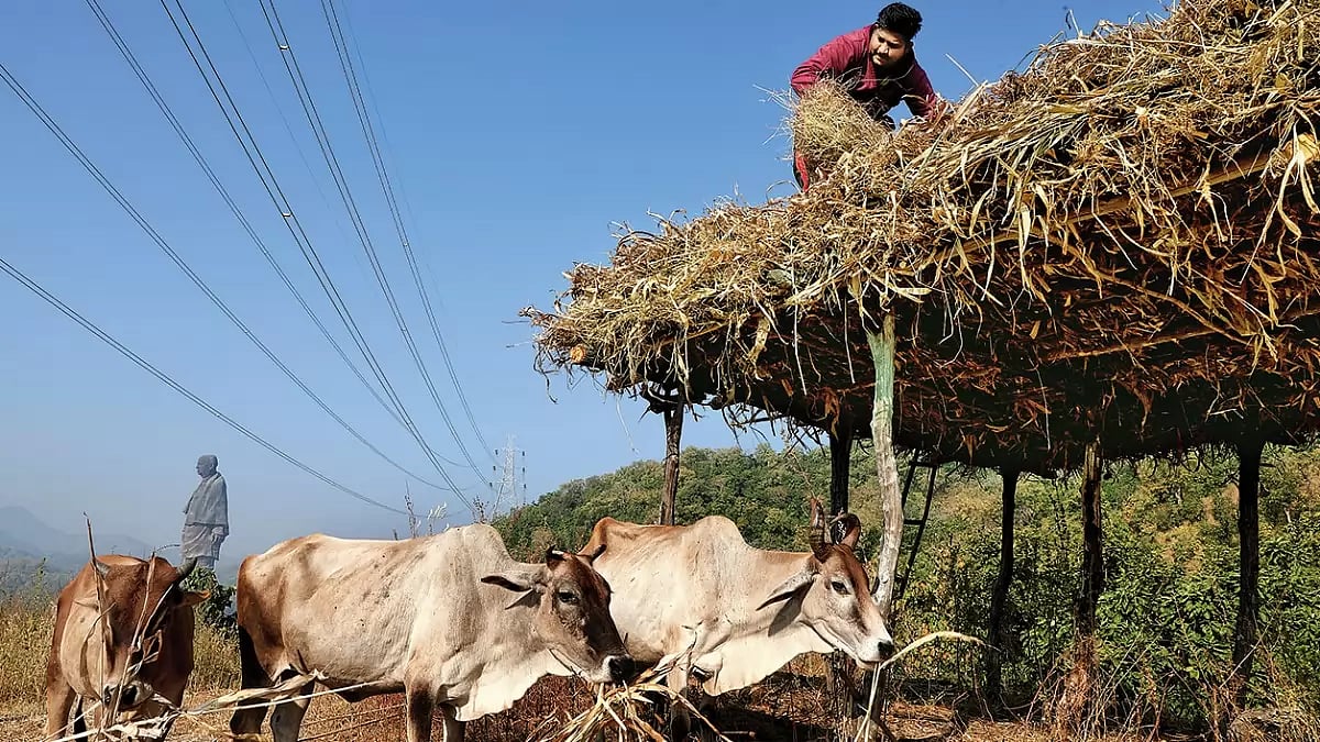 The Never-Ending Narmada Nightmare | Outlook India