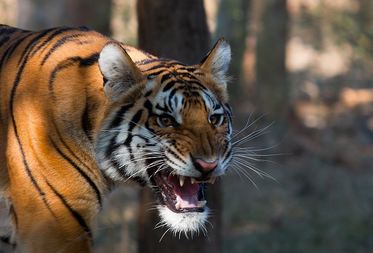Madhav National Park Declared India's 58th Tiger Reserve