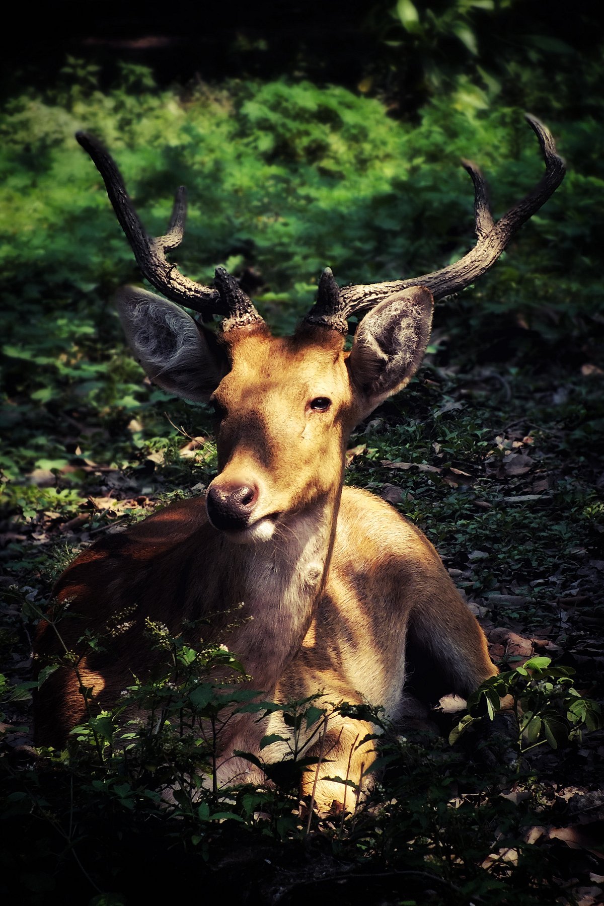 Top 10 Deer Species In India And The Best Places To See Them