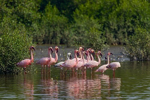 Winter Wildlife: Top Places To Spot Flamingoes In India