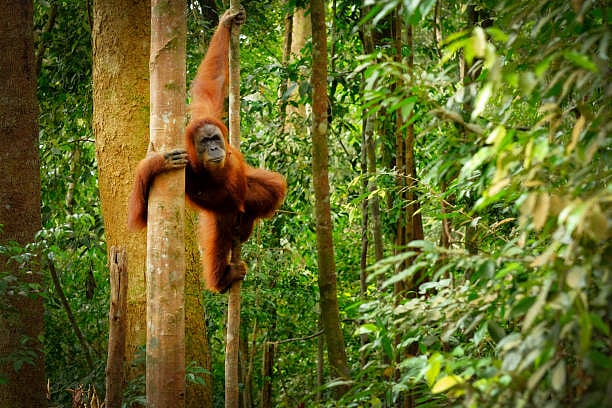 5 Must-Visit Wildlife Destinations In Malaysia