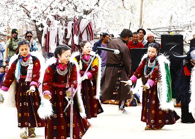 Ladakh's Apricot Blossom Festival Blooms Bright