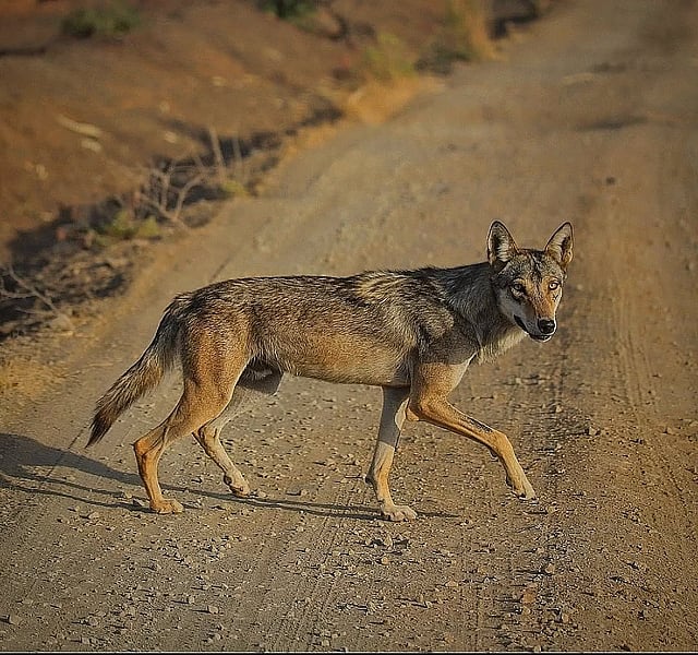 Grey Wolf Spotted In Delhi After 80 Years