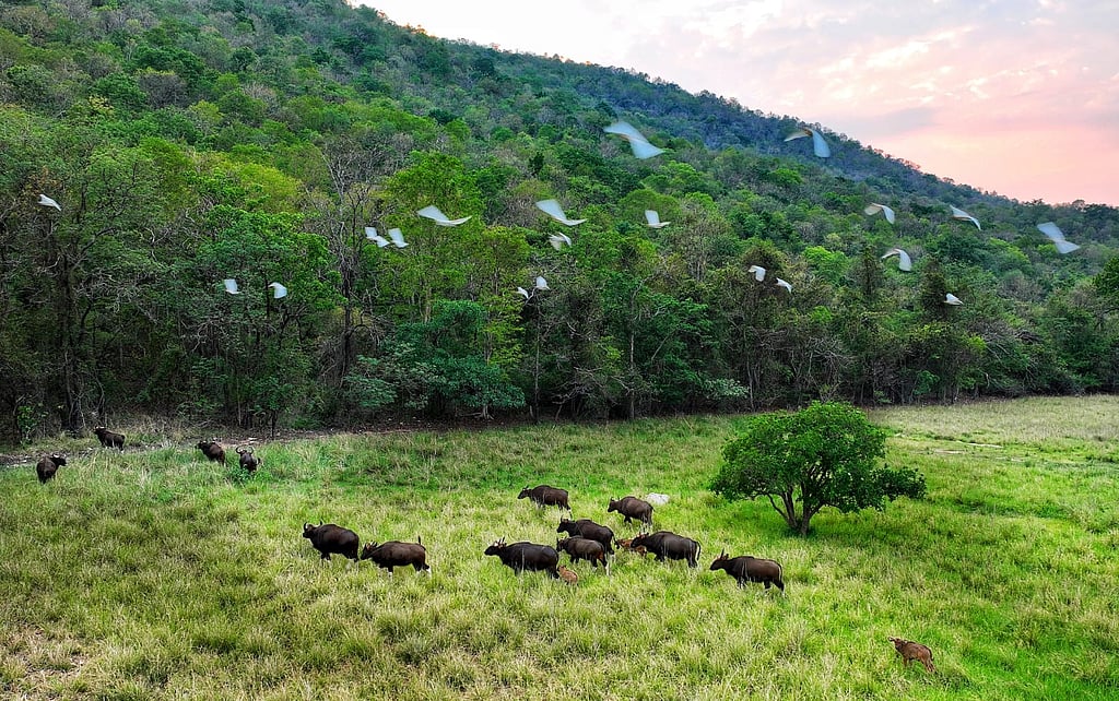 Debrigarh Wildlife Sanctuary: Odisha’s Hidden Wilderness