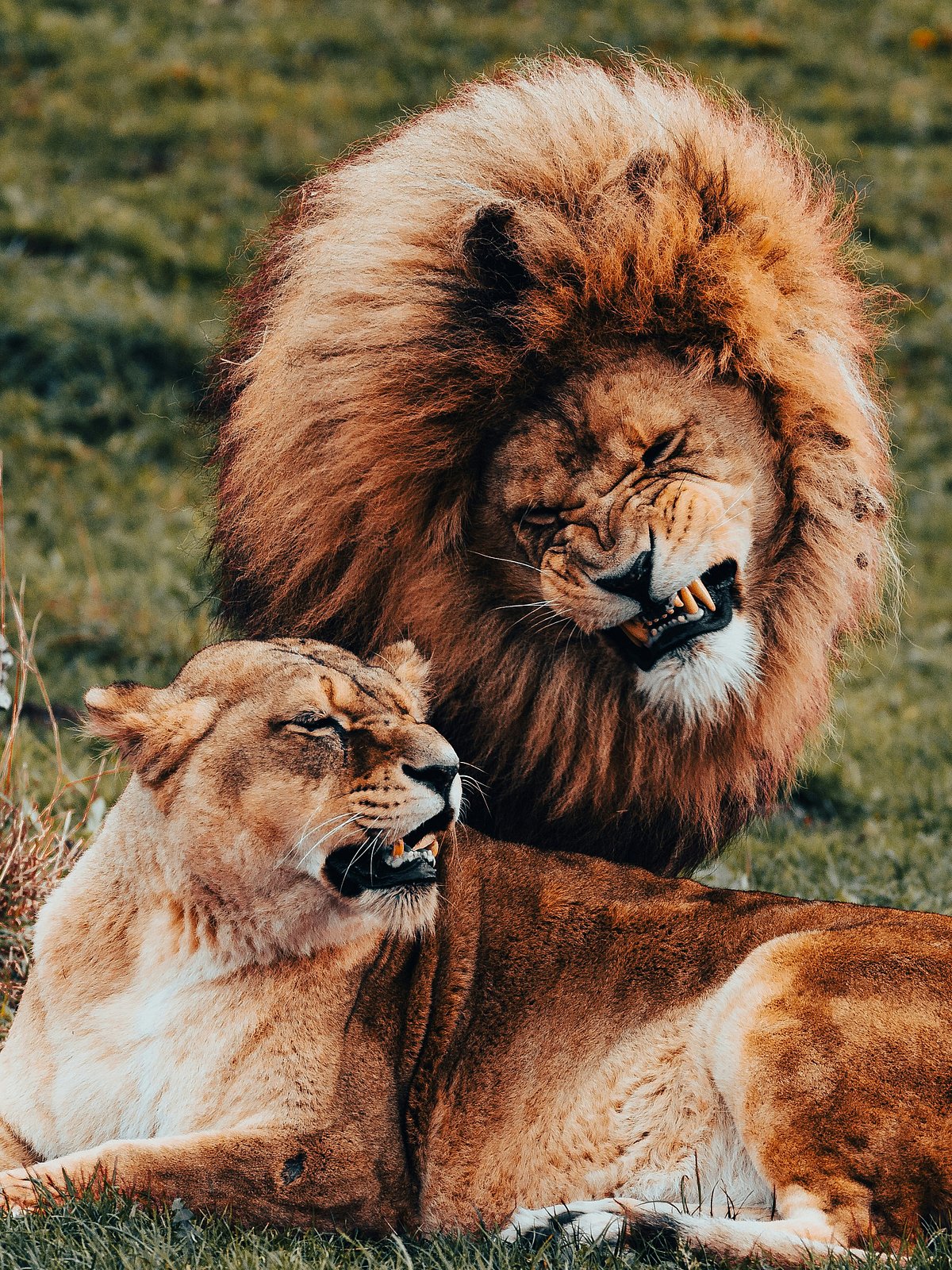 Where Lions Still Roam Free: Top 10 Countries With The Highest Lion ...