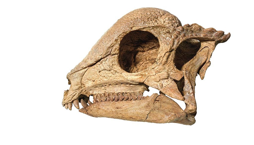 Oldest Dome-Headed Dinosaur Found In Mongolia’s Gobi Desert