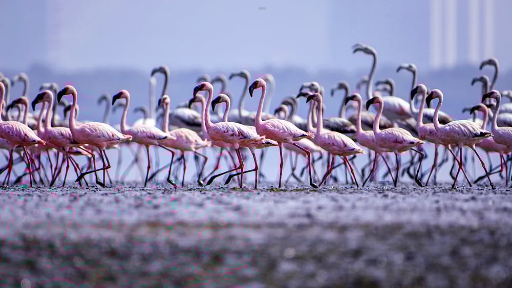 Flamingos Return to Thane Creek Flamingo Sanctuary