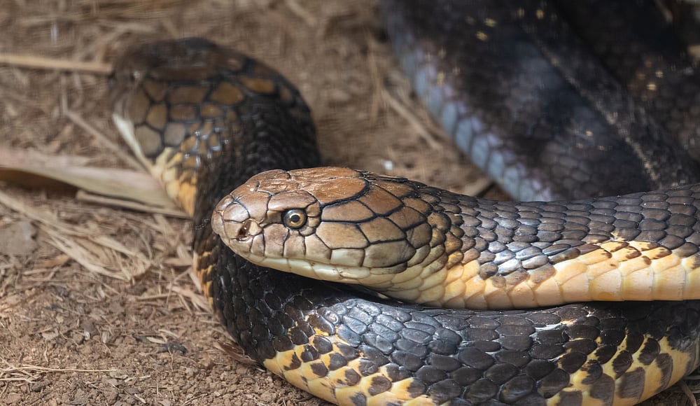 A Conservationist is working towards saving the King Cobra