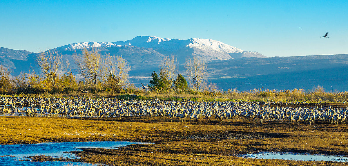 Head To Israel For The Hula Valley Bird Festival