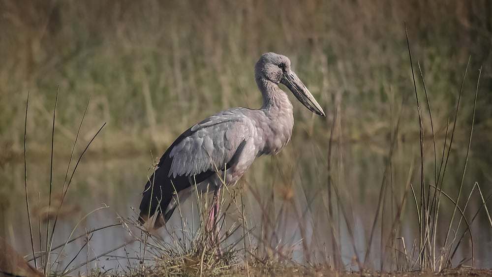 Wings of Wonder: Birdwatching At Sirpur Lake In Indore