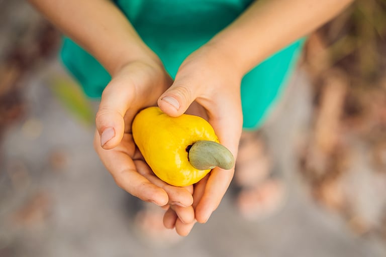 Go Goa Gone: A Journey Through Goa's Cashew Feni Heritage