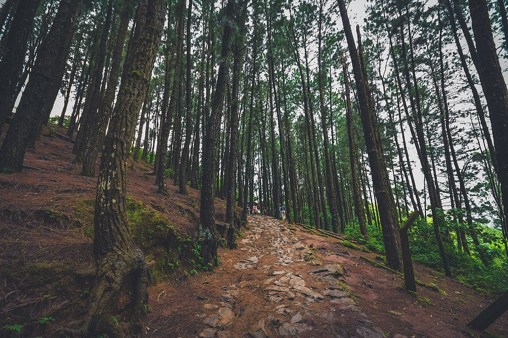 5 Must-Visit Scenic Destinations in Vagamon, Kerala