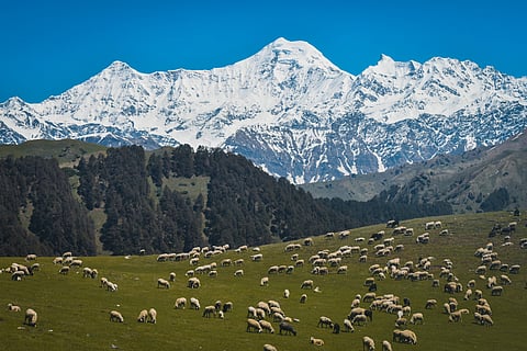 Wonders Of Spring: All About The Bugyals Of Uttarakhand