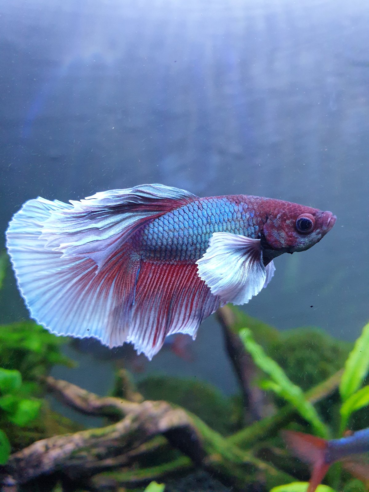 Worlds Most Beautiful Fish 10 Most Beautiful Fishes In The World