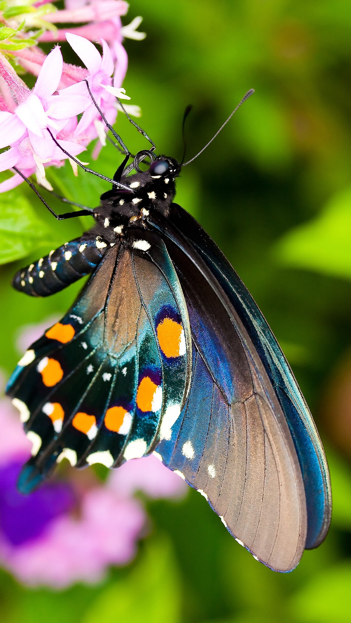 Top 10 Most Beautiful Butterflies In The World Most Beautiful