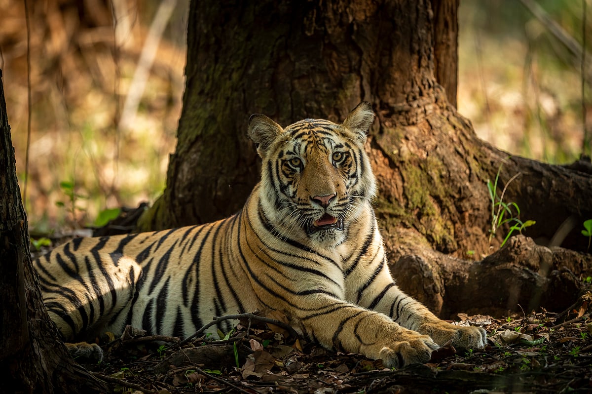 MP Will Soon Host India's Largest Tiger Reserve; Details Here