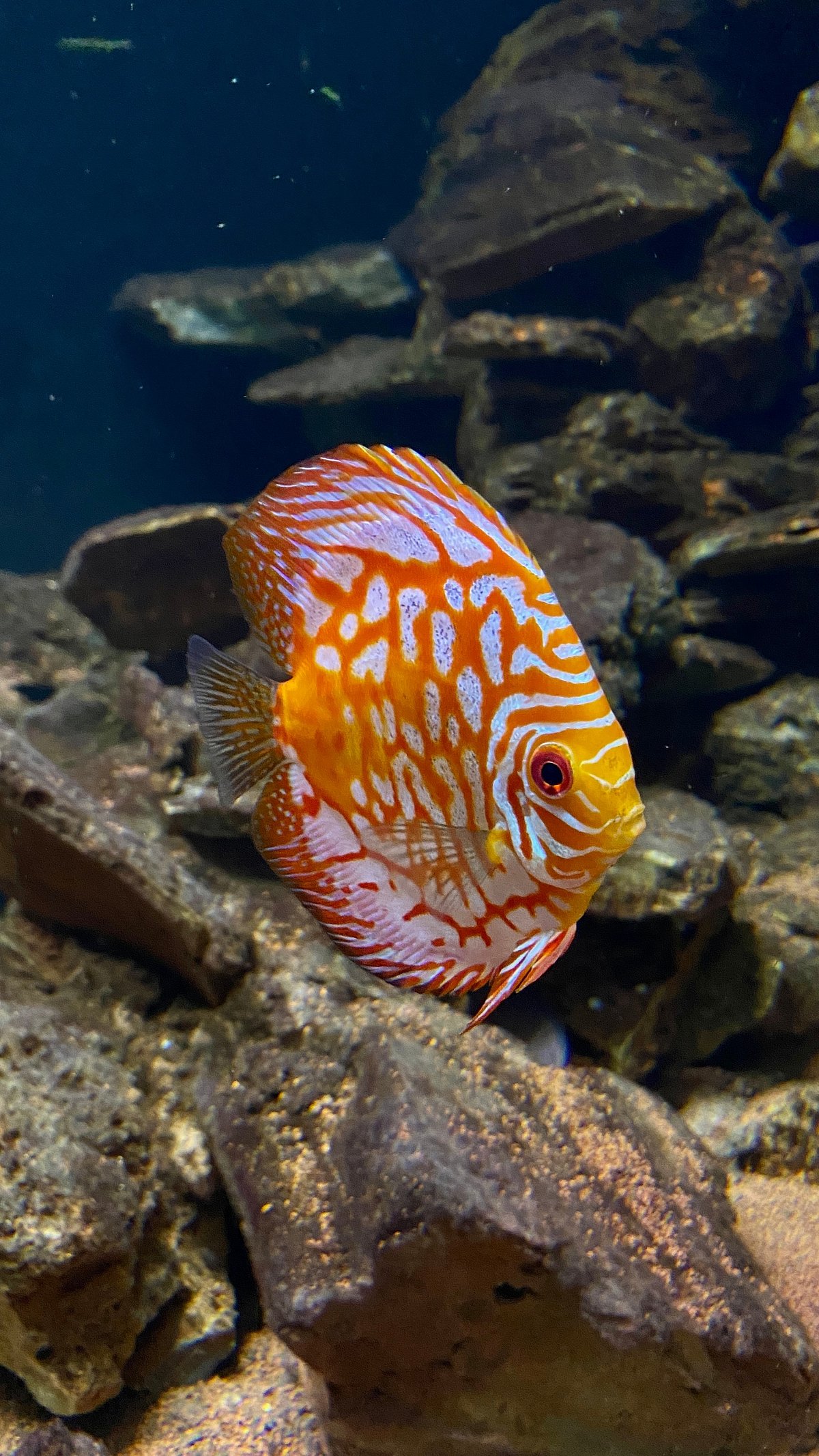 Beautiful Tropical Fish Top 10 Most Beautiful Fish In The World | By